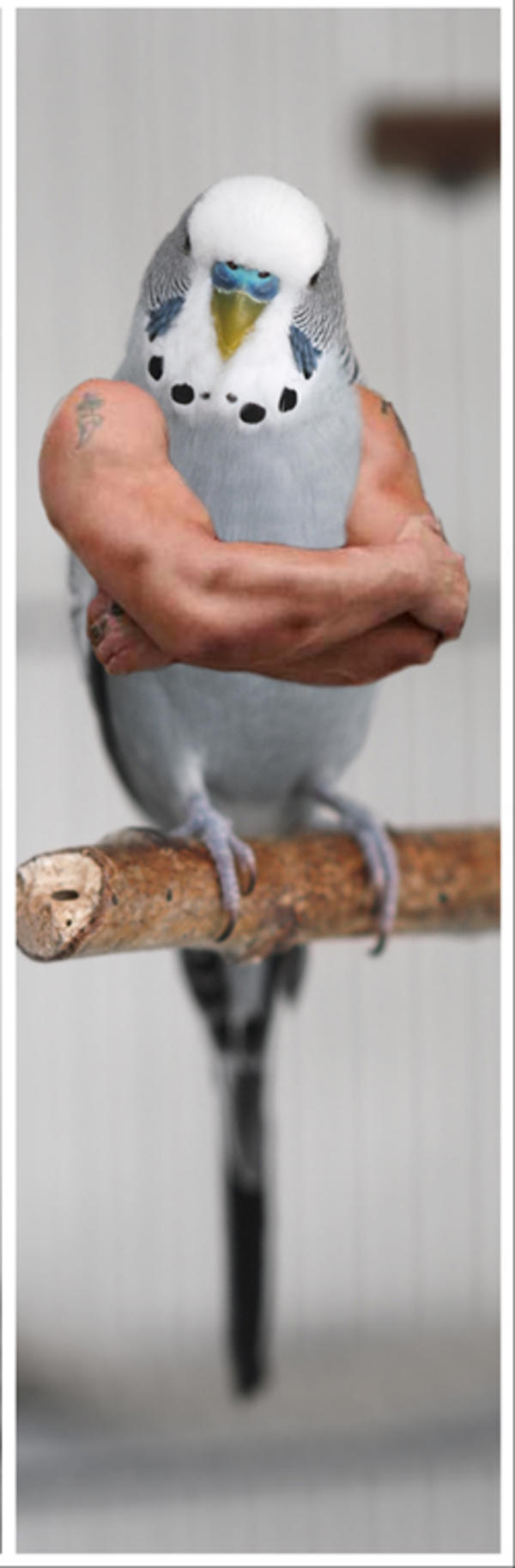 [Image - 383138] | Birds with Arms | Know Your Meme