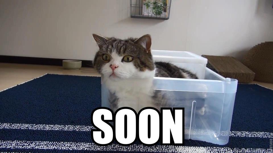 [Image - 383449] | Maru the Cat | Know Your Meme