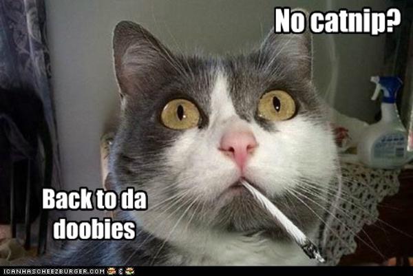Doobie Cat | Cats | Know Your Meme