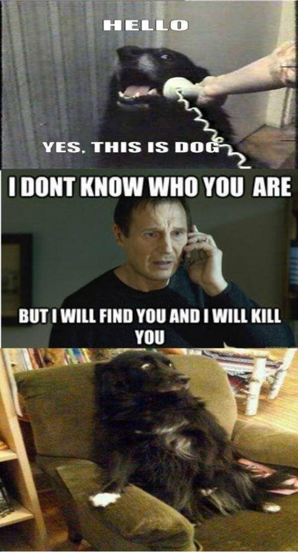 [Image - 400356] | Yes, This is Dog | Know Your Meme
