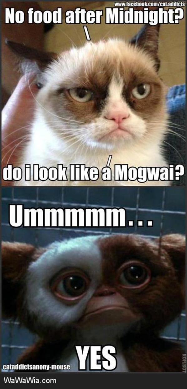 Mogwai | Grumpy Cat | Know Your Meme