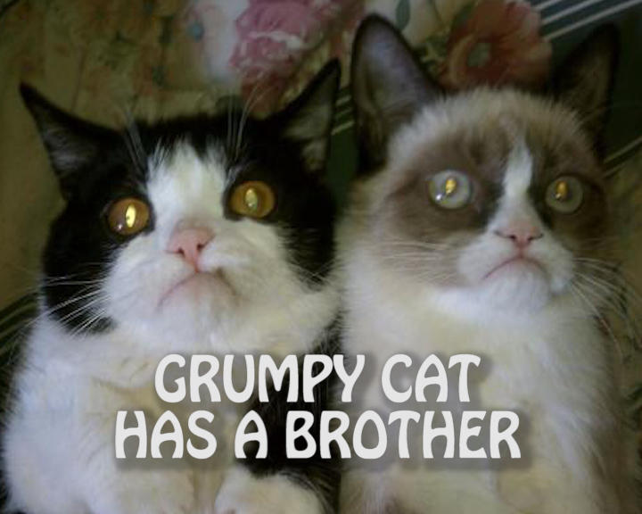 GRUMPY CAT HAS A BROTHER | Grumpy Cat | Know Your Meme