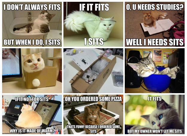 [Image - 409171] | If It Fits I Sits | Know Your Meme