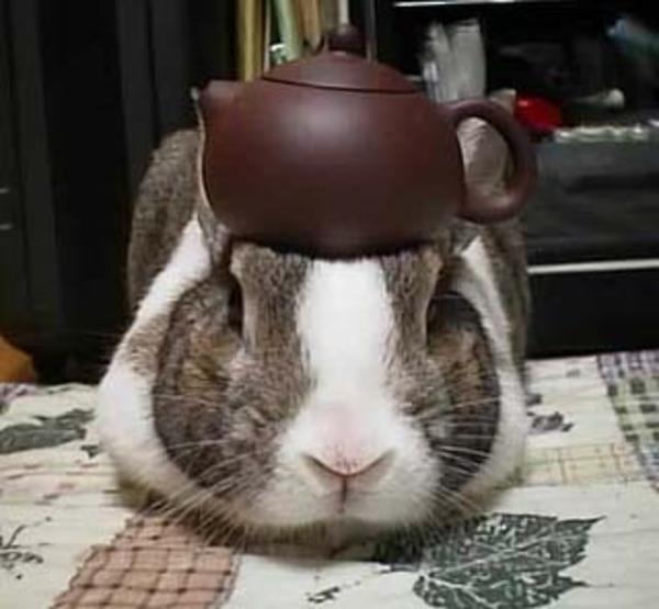 [Image - 411060] | Pancake Bunny | Know Your Meme