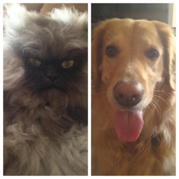 "Colonel Meow/Boots 2012" | Colonel Meow | Know Your Meme