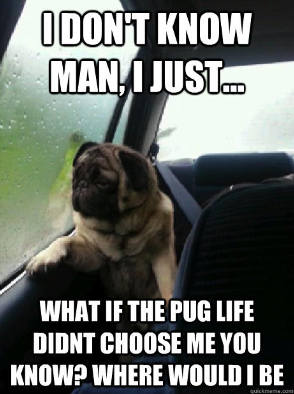 [Image - 415369] | Introspective Pug | Know Your Meme