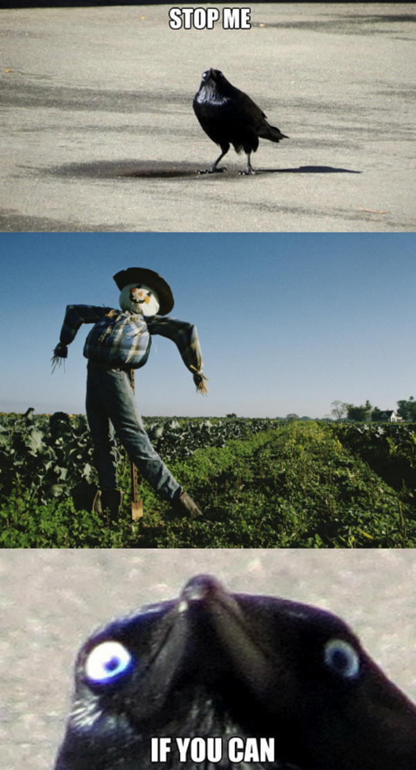 [Image - 419742] | Insanity Crow | Know Your Meme