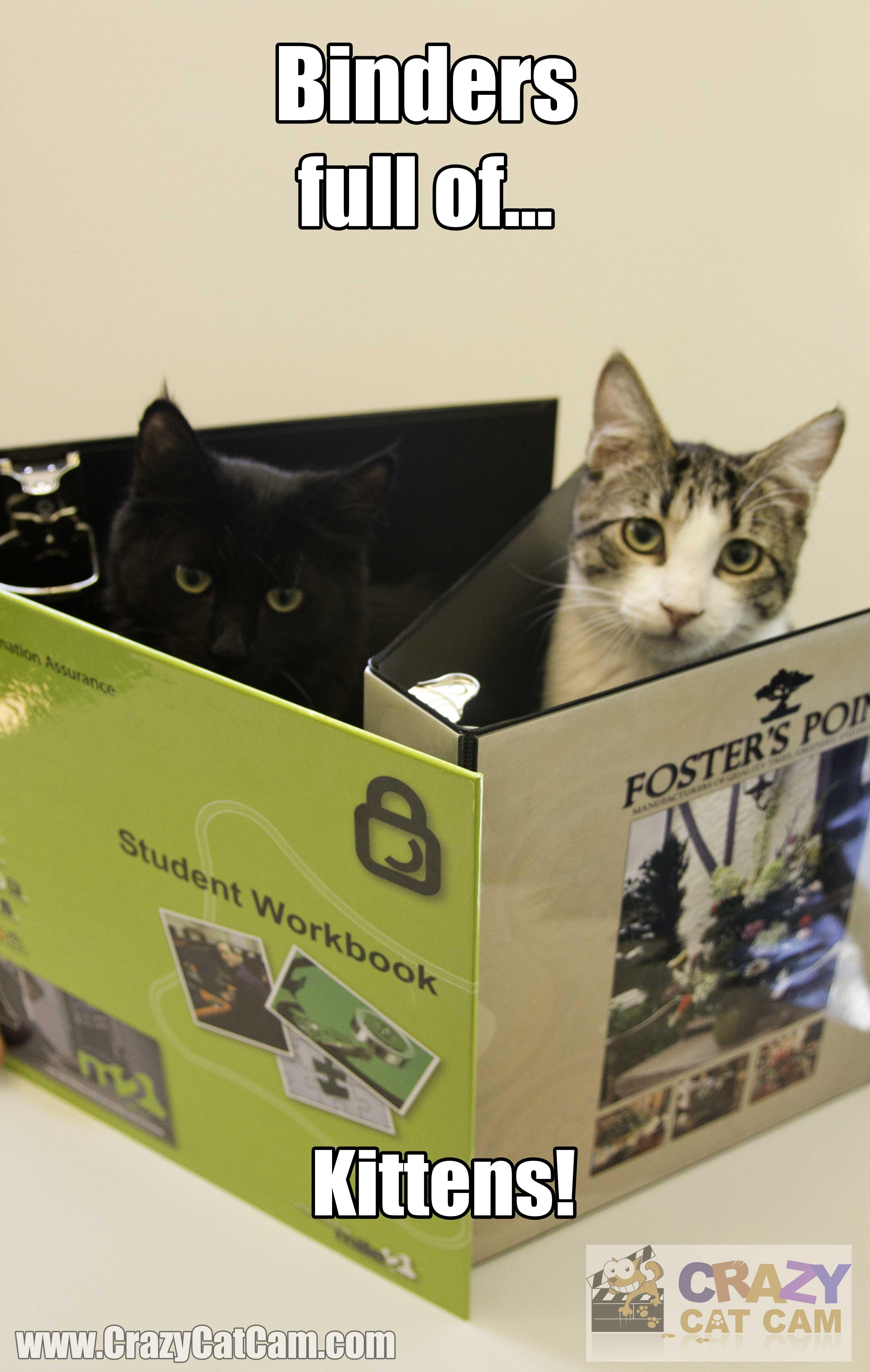 Binders Full of Kittens | Binders Full of Women | Know Your Meme