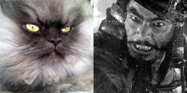 [Image - 420020] | Colonel Meow | Know Your Meme