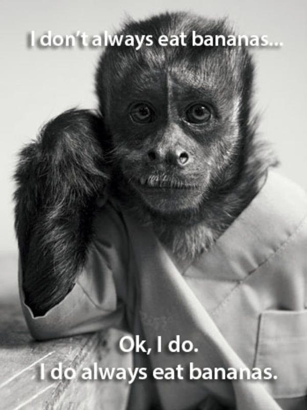 The Most Interesting Monkey in the World | The Most Interesting Cat in ...