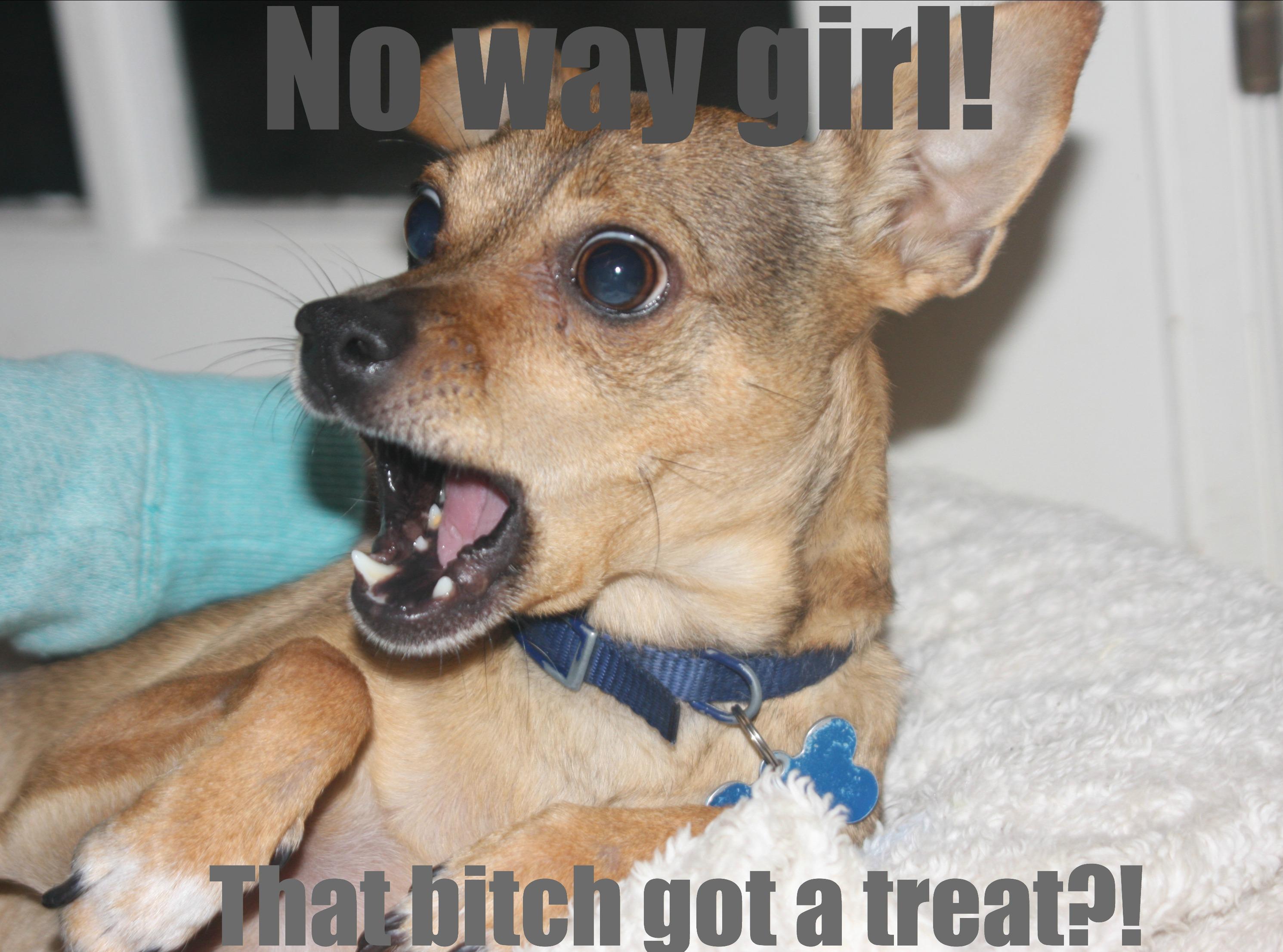 Mortified Mutt | Know Your Meme