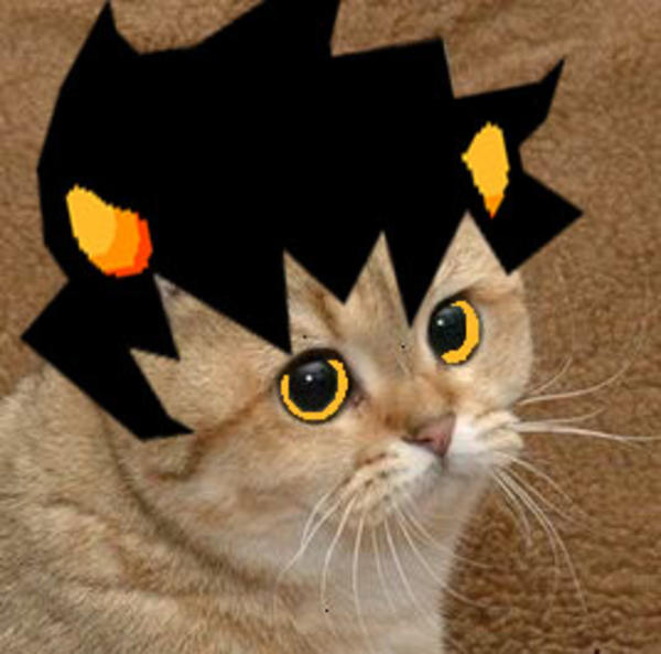 catcinoStareicist | Starecat / Grafics Cat | Know Your Meme