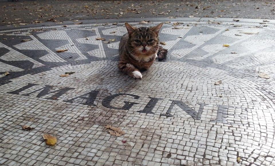 [Image - 440245] | Lil Bub | Know Your Meme