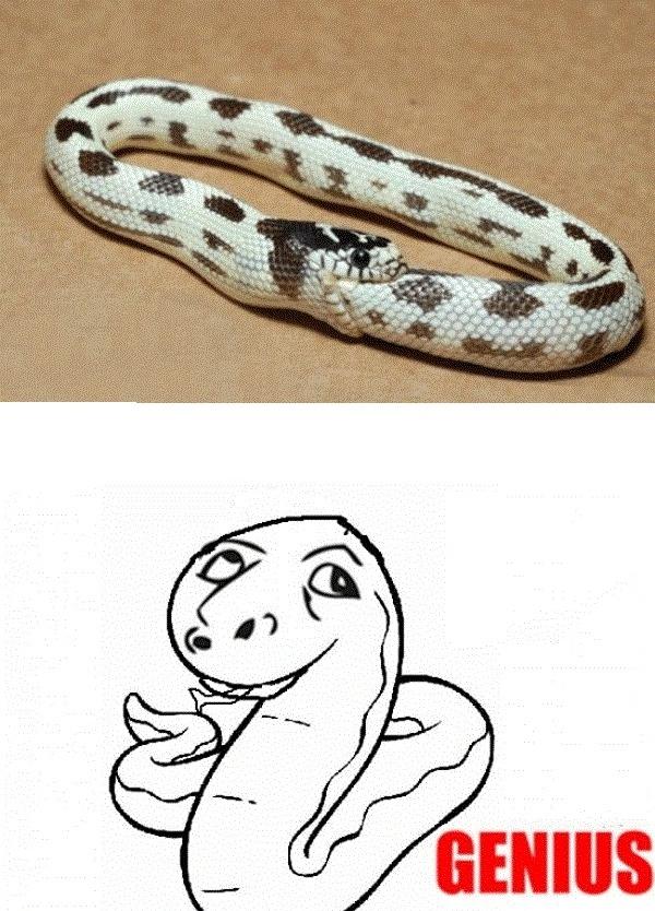 [Image - 440856] | Genius | Know Your Meme