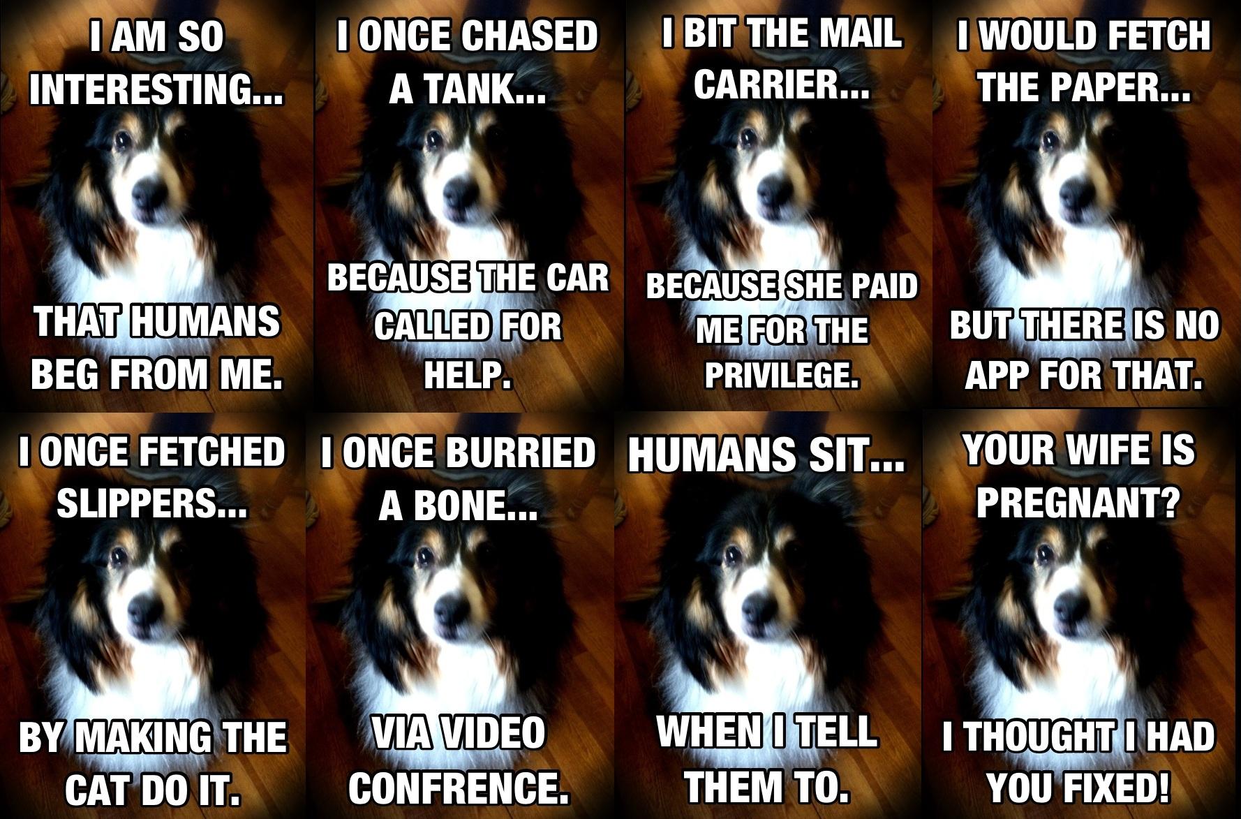 Superior Sheltie | Dogs | Know Your Meme