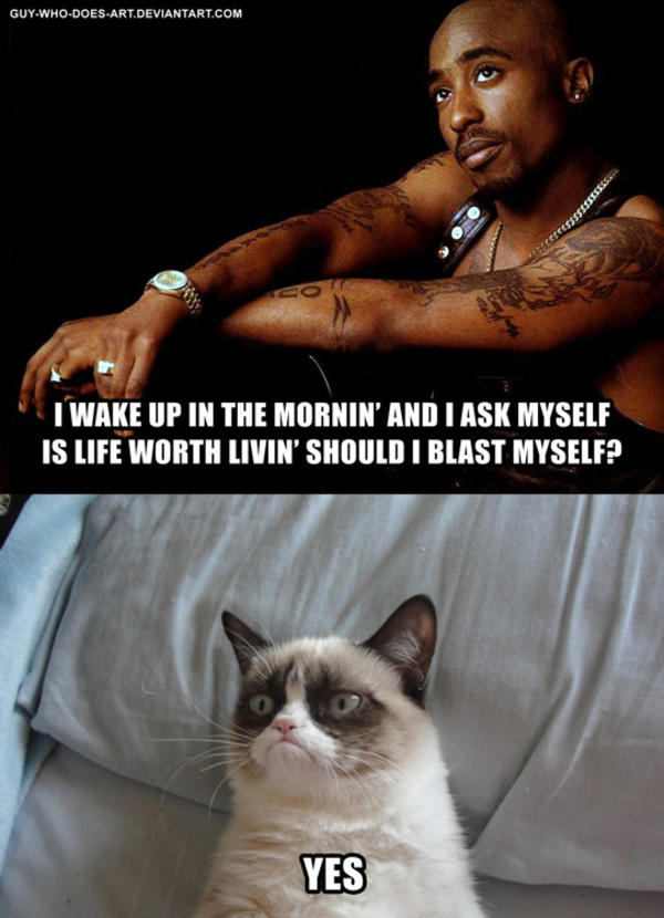 Grumpy Cat vs 2pac | Grumpy Cat | Know Your Meme