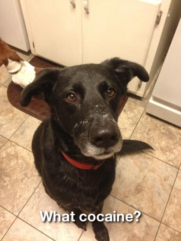 Drug Dog | Dogs | Know Your Meme