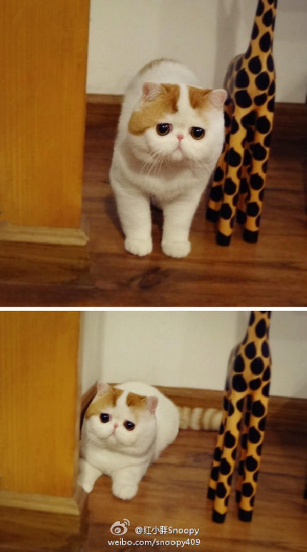 [Image - 456290] | Snoopy the Cat | Know Your Meme