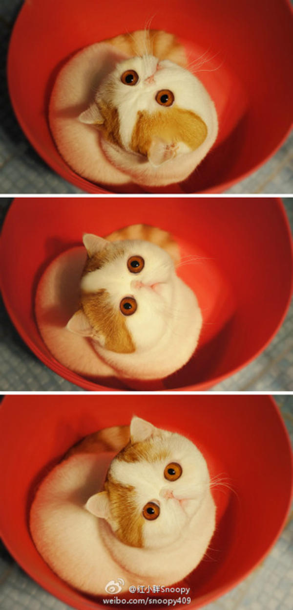 [Image - 457072] | Snoopy the Cat | Know Your Meme