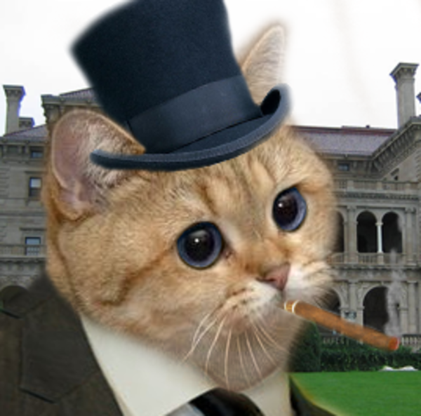 This Cat | Starecat / Grafics Cat | Know Your Meme