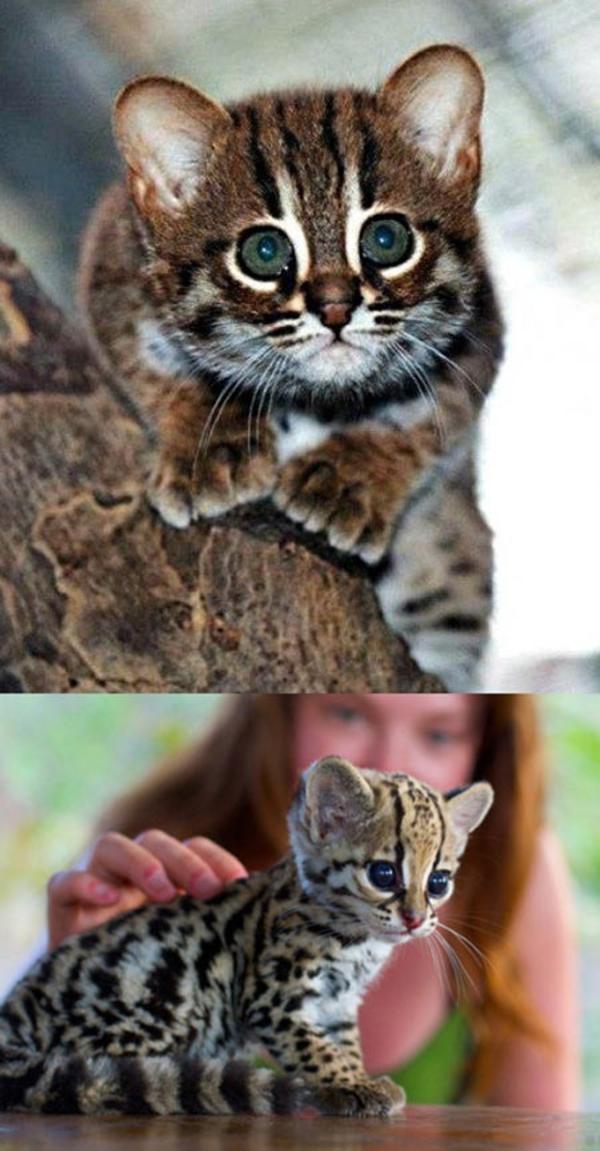 Cute Ocelot | Animals | Know Your Meme