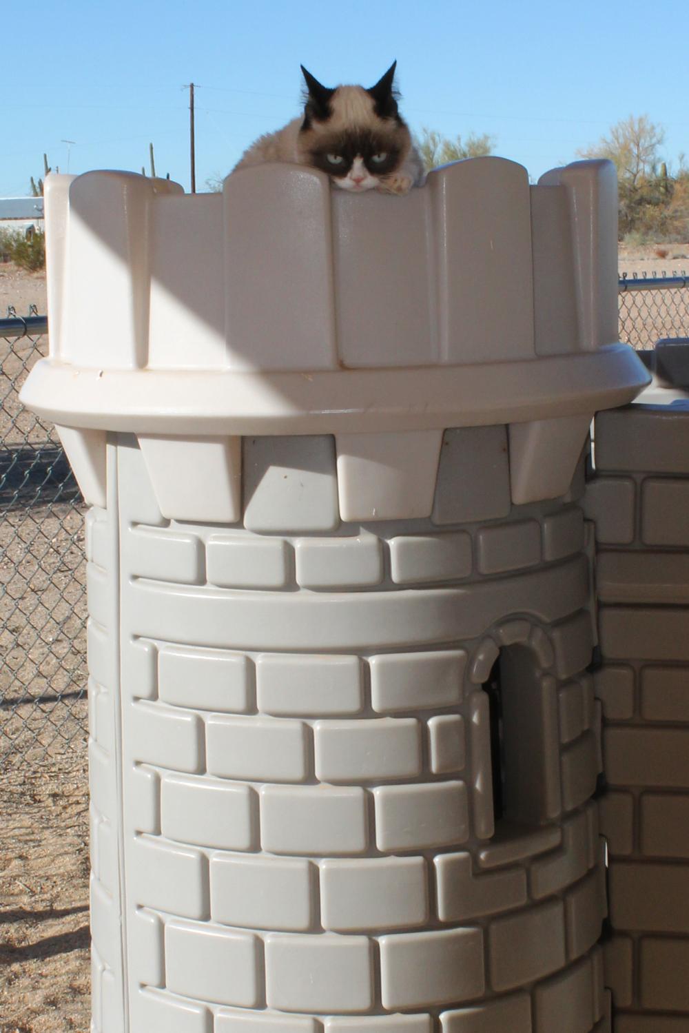 All Hail King Tard | Grumpy Cat | Know Your Meme