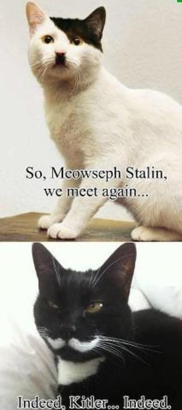 [Image - 475962] | Kitler | Know Your Meme