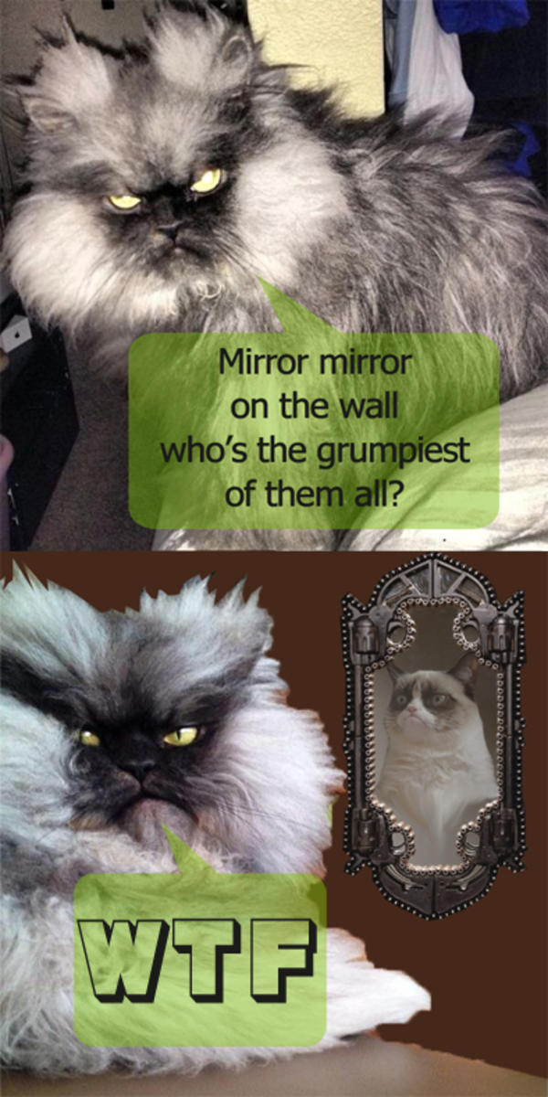 mirror mirror | Grumpy Cat | Know Your Meme