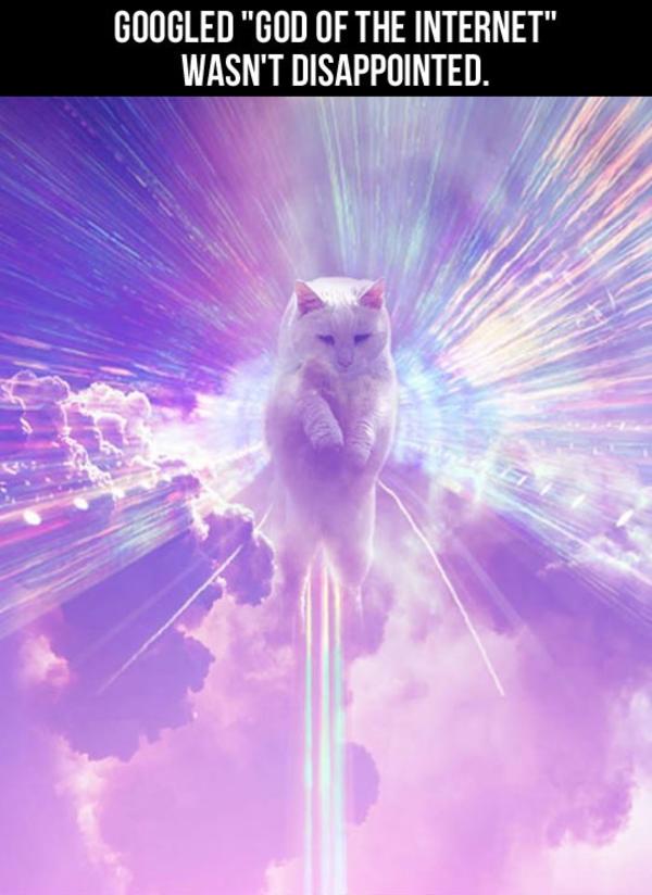 Cat God of the Internet | Cats | Know Your Meme