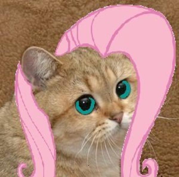 [Image - 490199] | Mylo the Cat | Know Your Meme