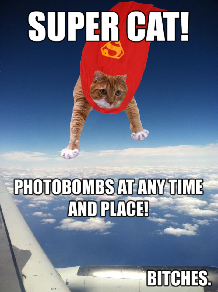 Super Cat Photobomb | Mylo the Cat | Know Your Meme