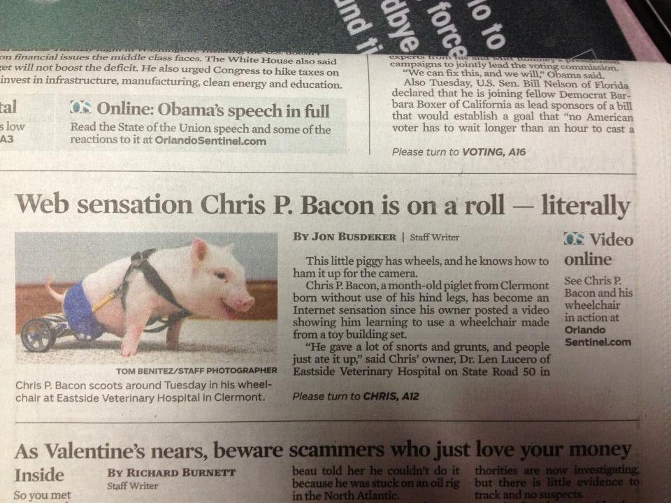 [Image - 499227] | Chris P. Bacon | Know Your Meme