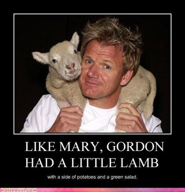 Gordon Had a Little Lamb | Gordon Ramsay | Know Your Meme