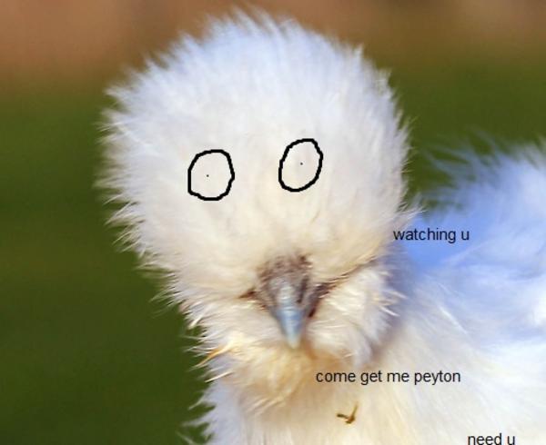 [Image - 501098] | Peyton's Fluffy Chicken | Know Your Meme