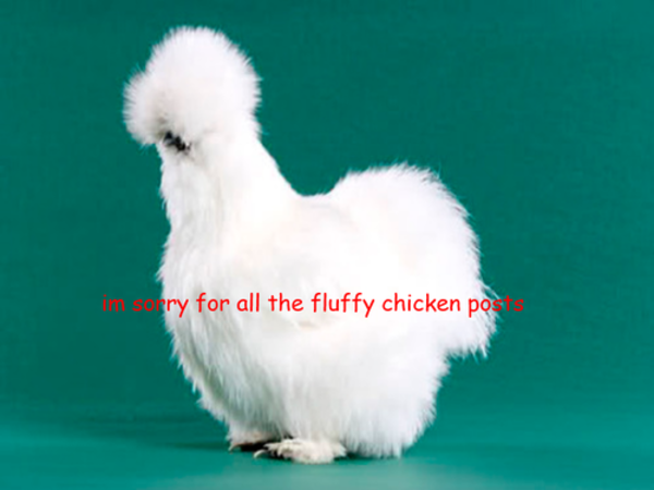 [Image - 501115] | Peyton's Fluffy Chicken | Know Your Meme
