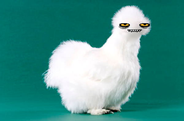 [Image - 501423] | Peyton's Fluffy Chicken | Know Your Meme