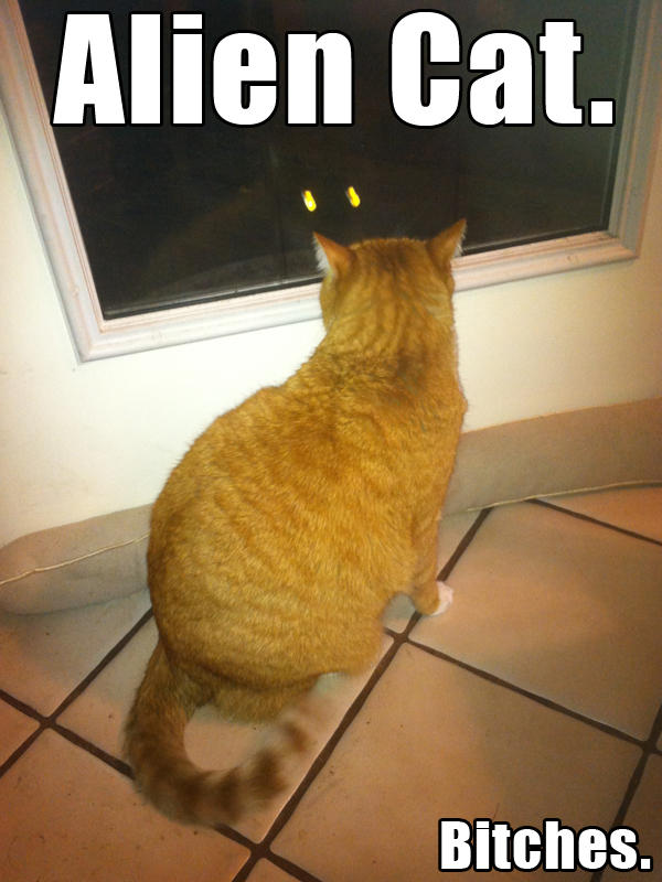 Alien Cat | Mylo the Cat | Know Your Meme