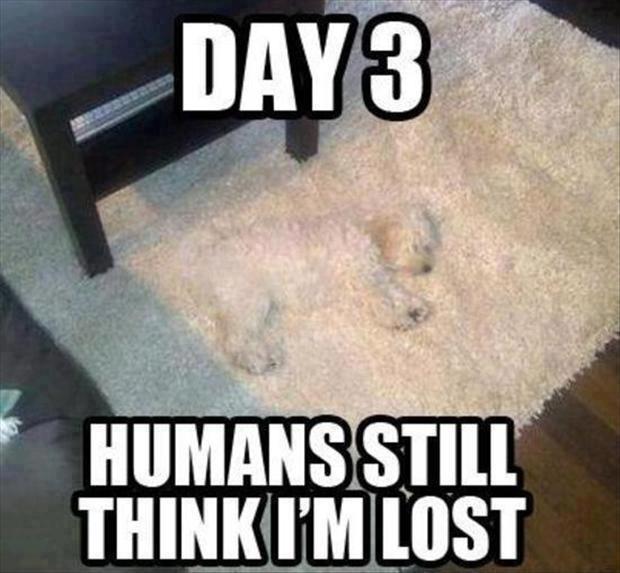 Day 3 - Humans still think I'm lost | They Still Do Not Realize ...