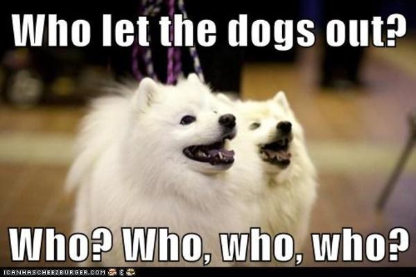Who let the dogs out? | Who Let the Dogs Out? | Know Your Meme