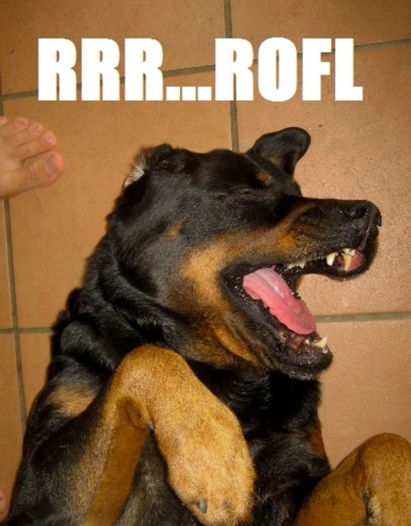ROFL Dog | Know Your Meme