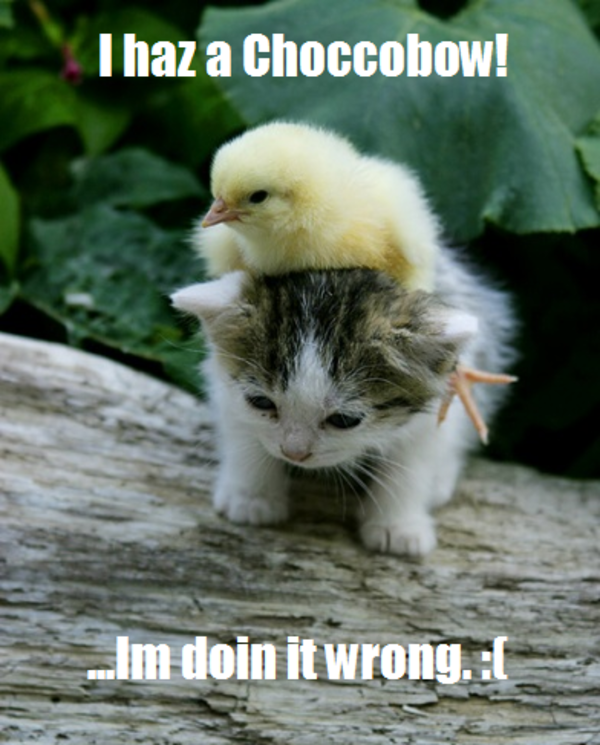 [Image - 507969] | LOLcats | Know Your Meme