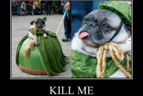 Demotivational Dog | Kill Me | Know Your Meme
