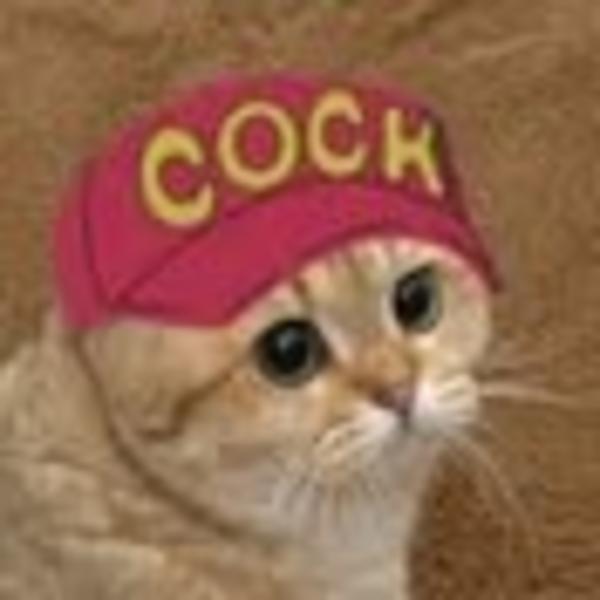 [Image - 509439] | Starecat / Grafics Cat | Know Your Meme