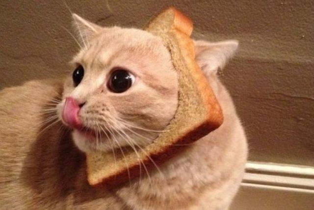 [Image - 512852] | Cat Breading | Know Your Meme