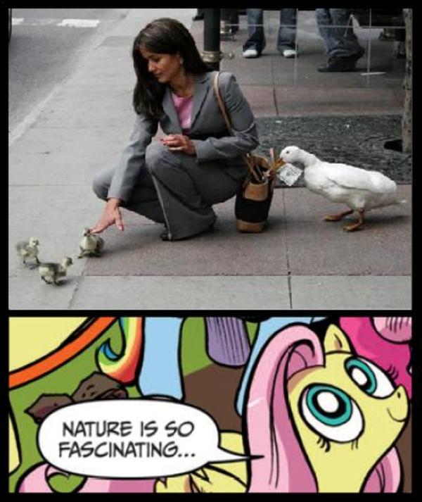 Duck Stealing Wallet | Nature is so Fascinating | Know Your Meme