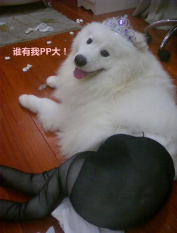 [Image - 526217] | Dogs Wearing Pantyhose | Know Your Meme
