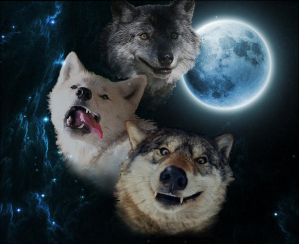 Moon moon moon moon | Moon Moon | Know Your Meme