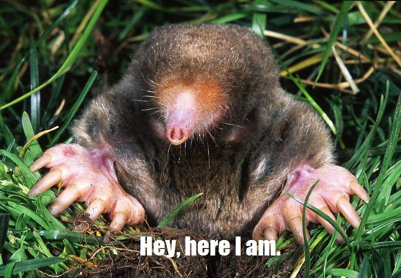 Original Hey Here I am Mole | The Hey Here I Am Mole | Know Your Meme