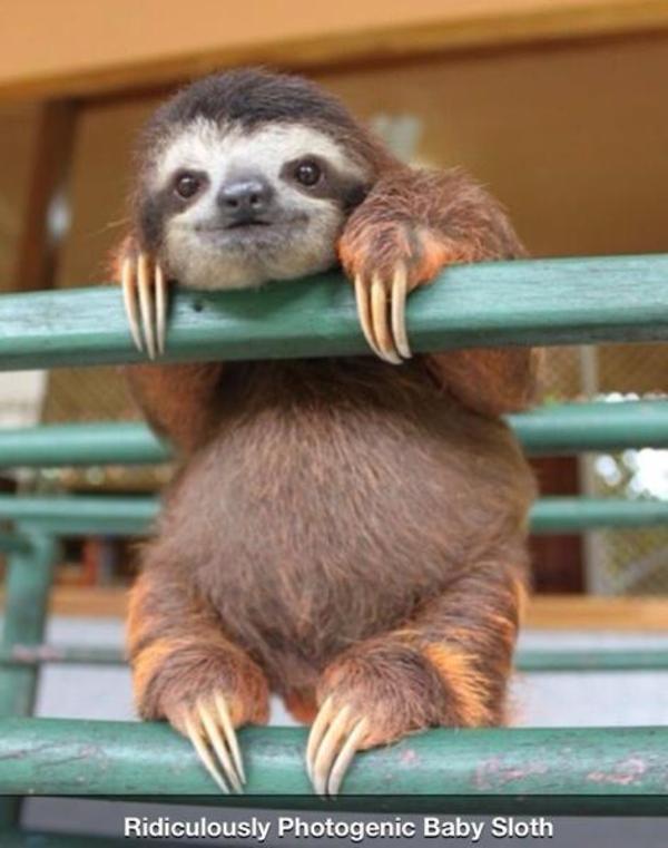 Rape Sloth: The Early Years | Sloths | Know Your Meme