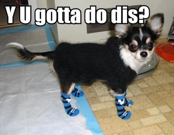 [Image - 547534] | Y U Do Dis? | Know Your Meme